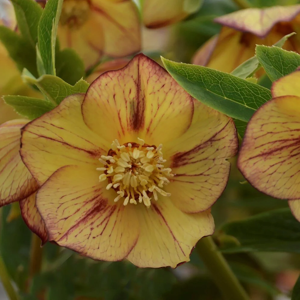 Helleborus — Petal Heads