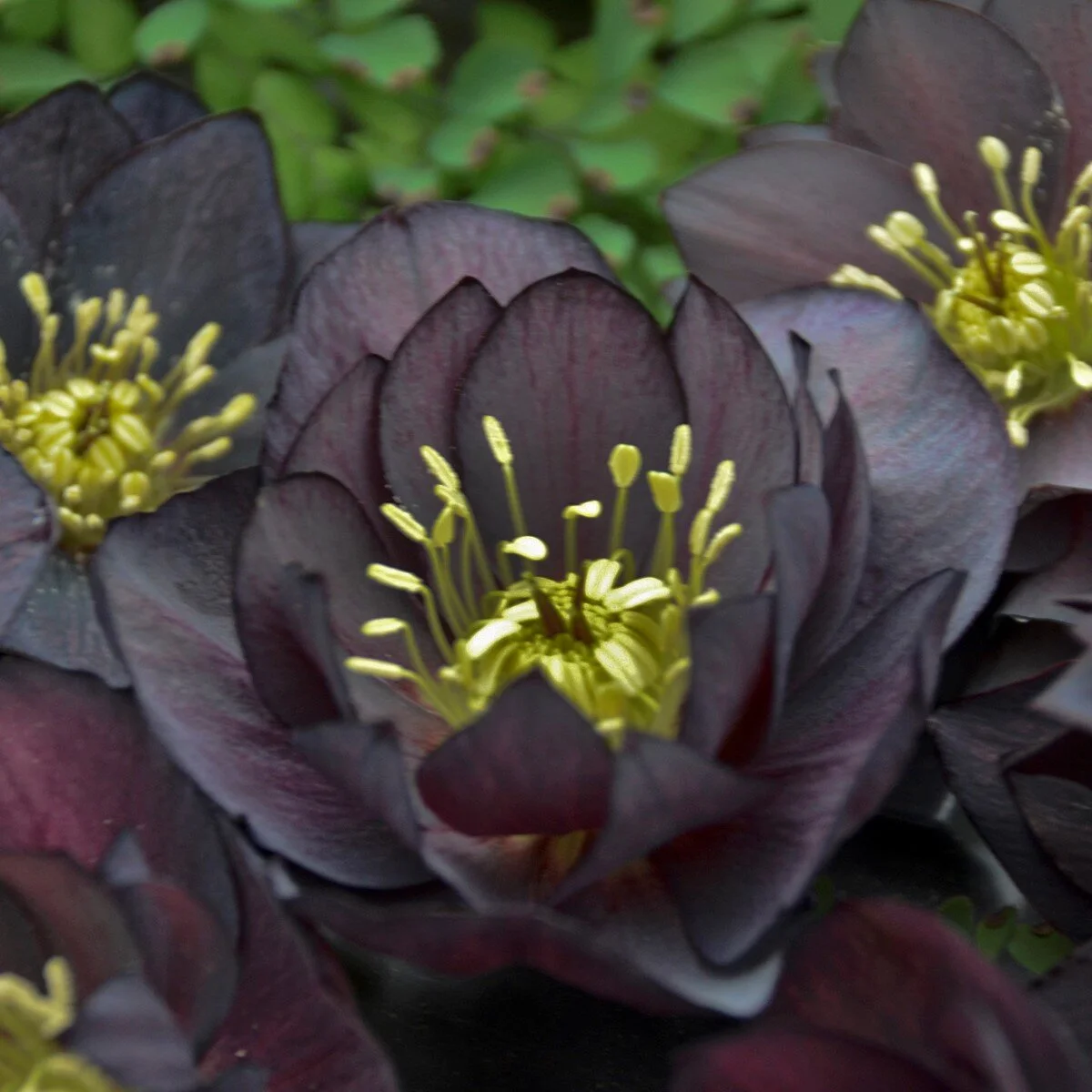 Helleborus — Petal Heads