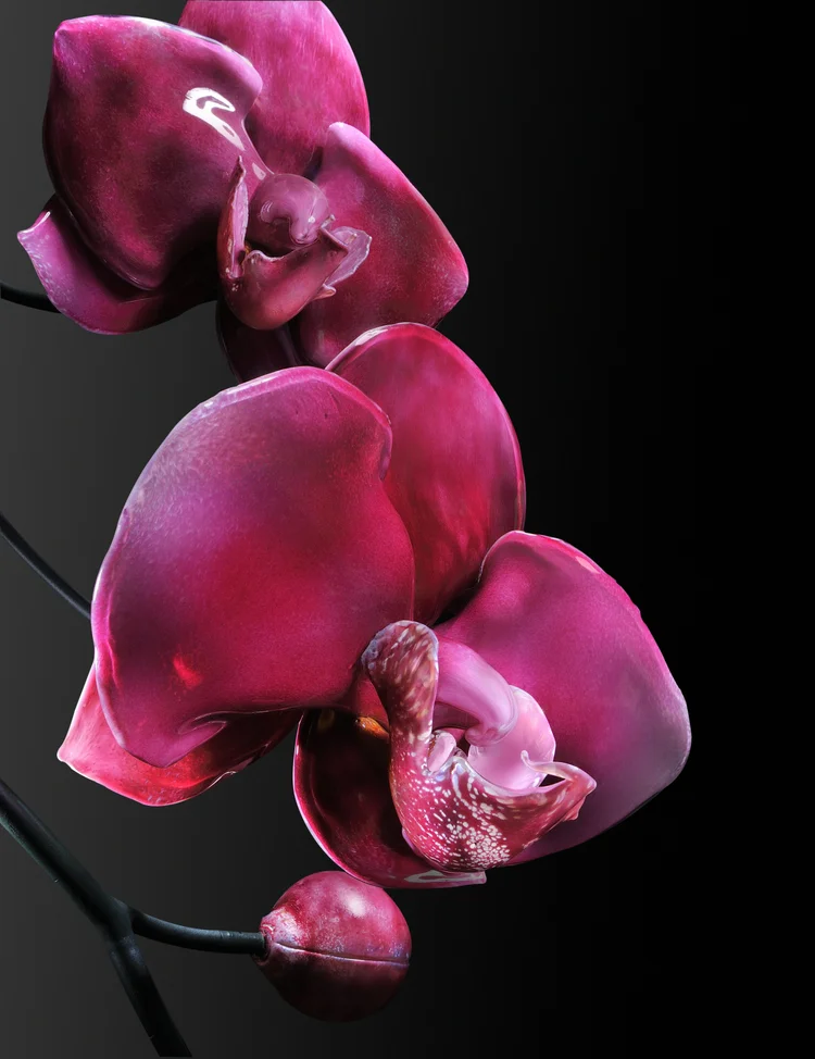 Large Orchids — Modern Glass Art