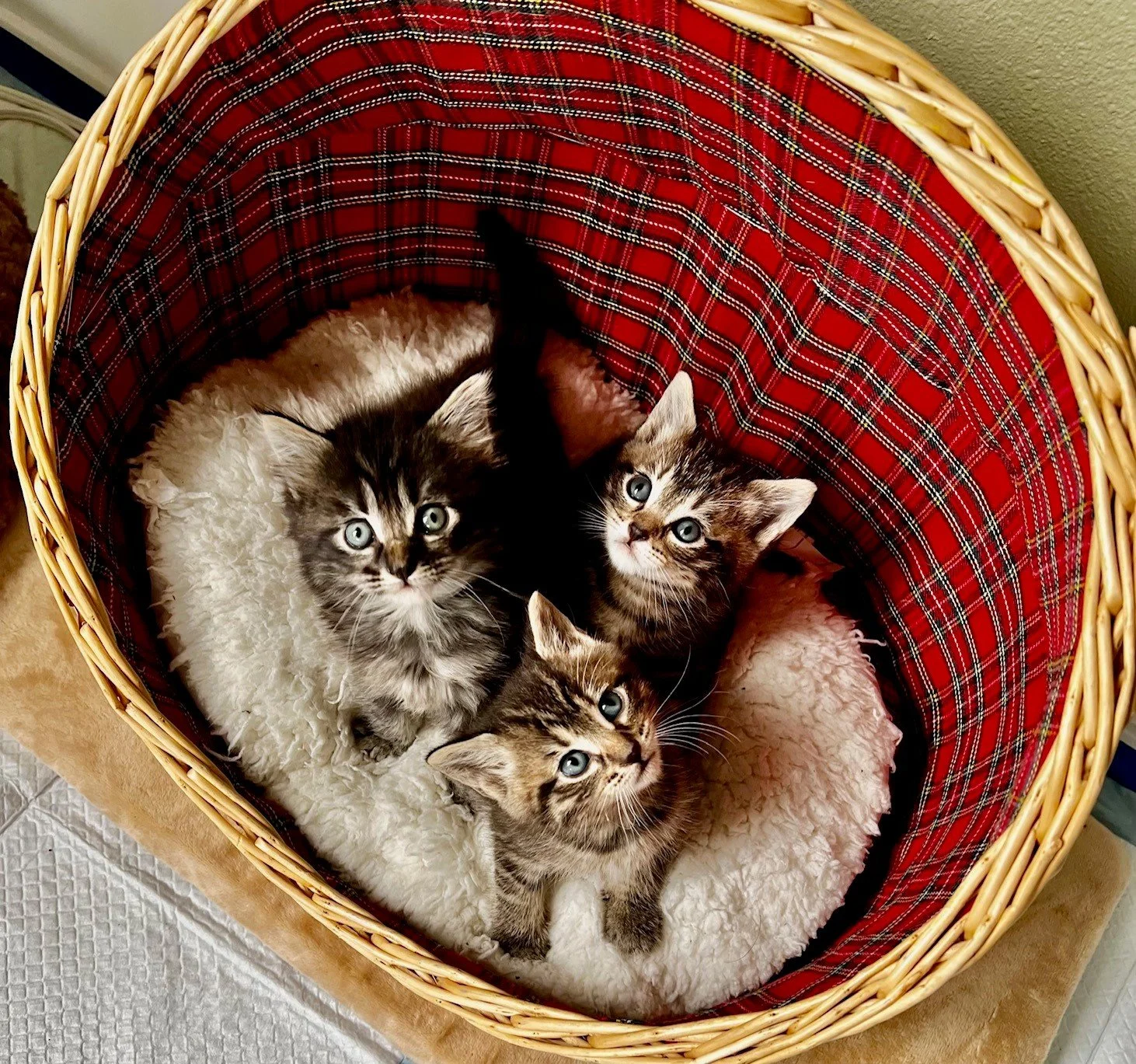 Ketchikan Humane Society