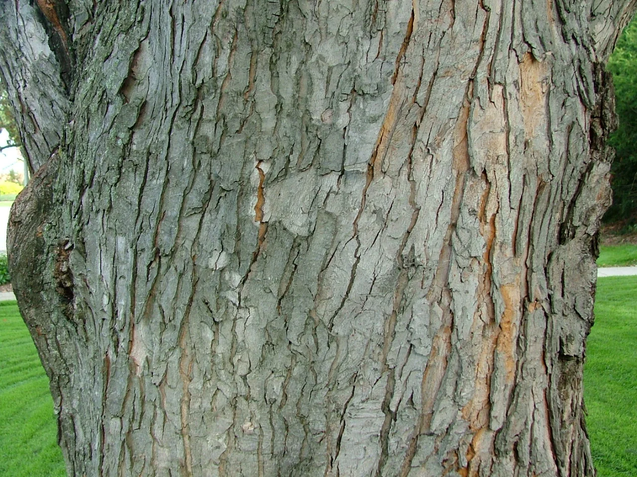 Trees — Severson Dells Nature Center