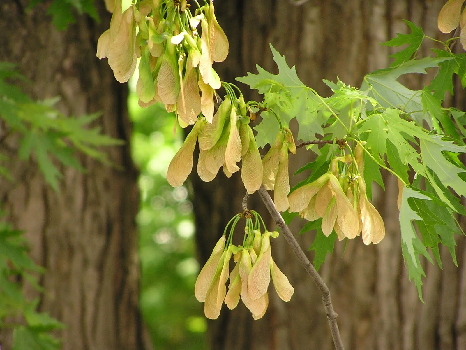 Silver Maple Tree Fruit