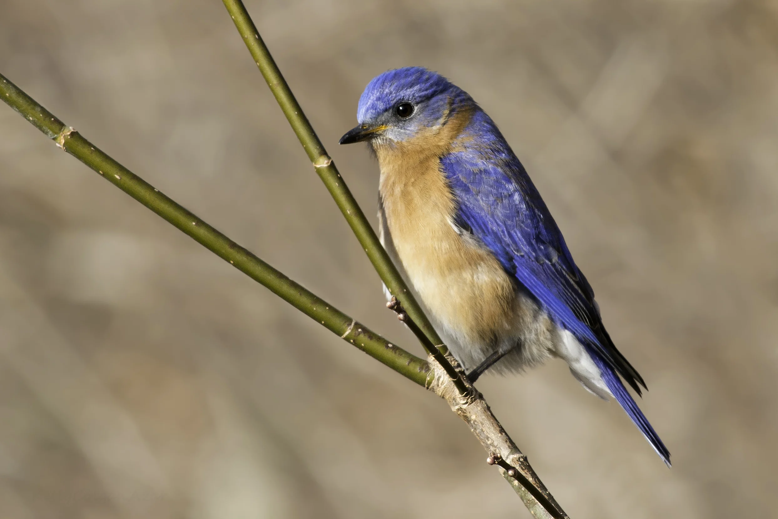 Resident Birds — Severson Dells Nature Center