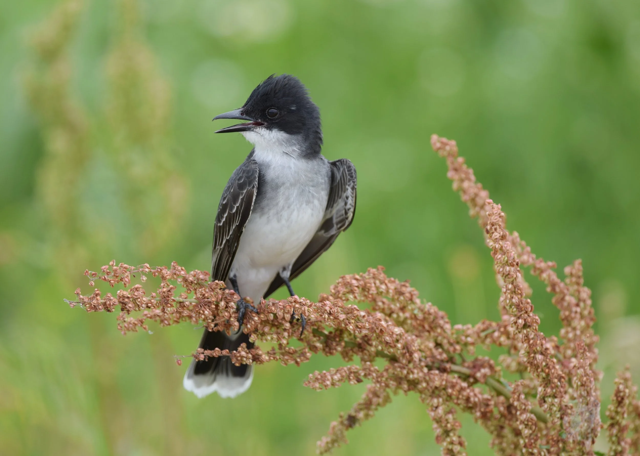 Resident Birds — Severson Dells Nature Center