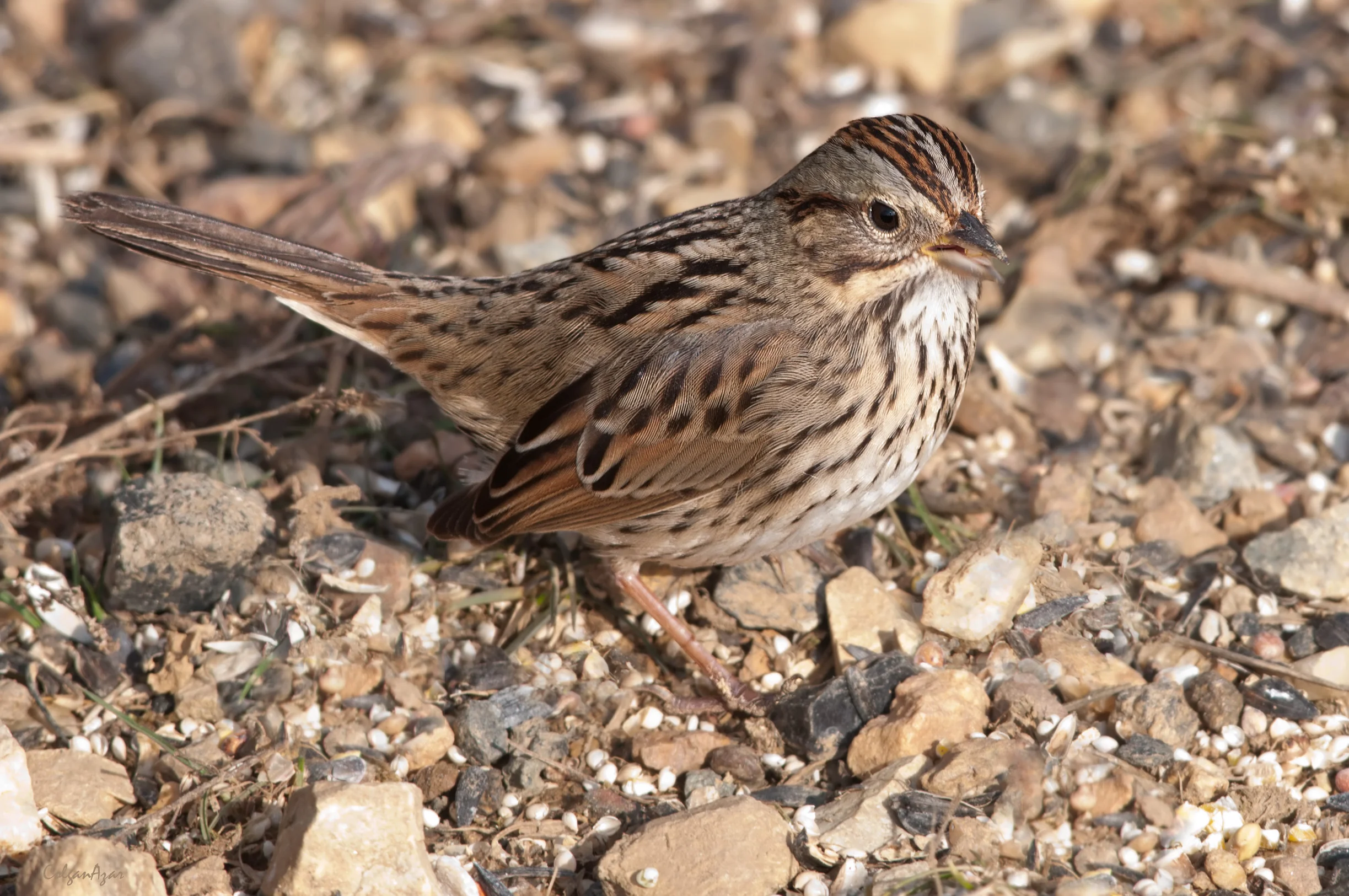 Resident Birds — Severson Dells Nature Center