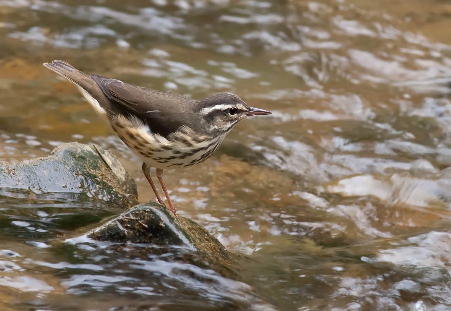 Resident Birds — Severson Dells Nature Center
