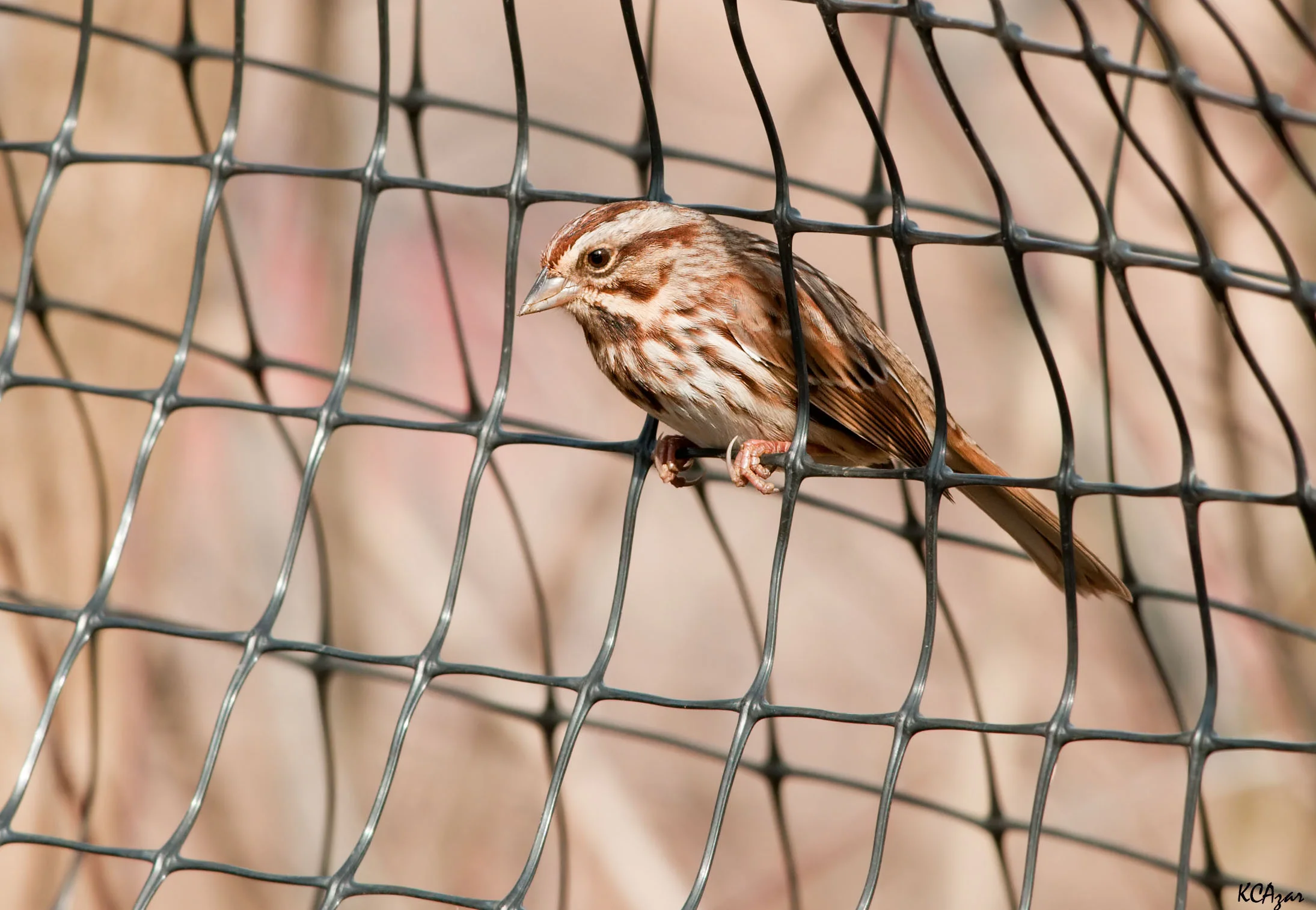 Resident Birds — Severson Dells Nature Center