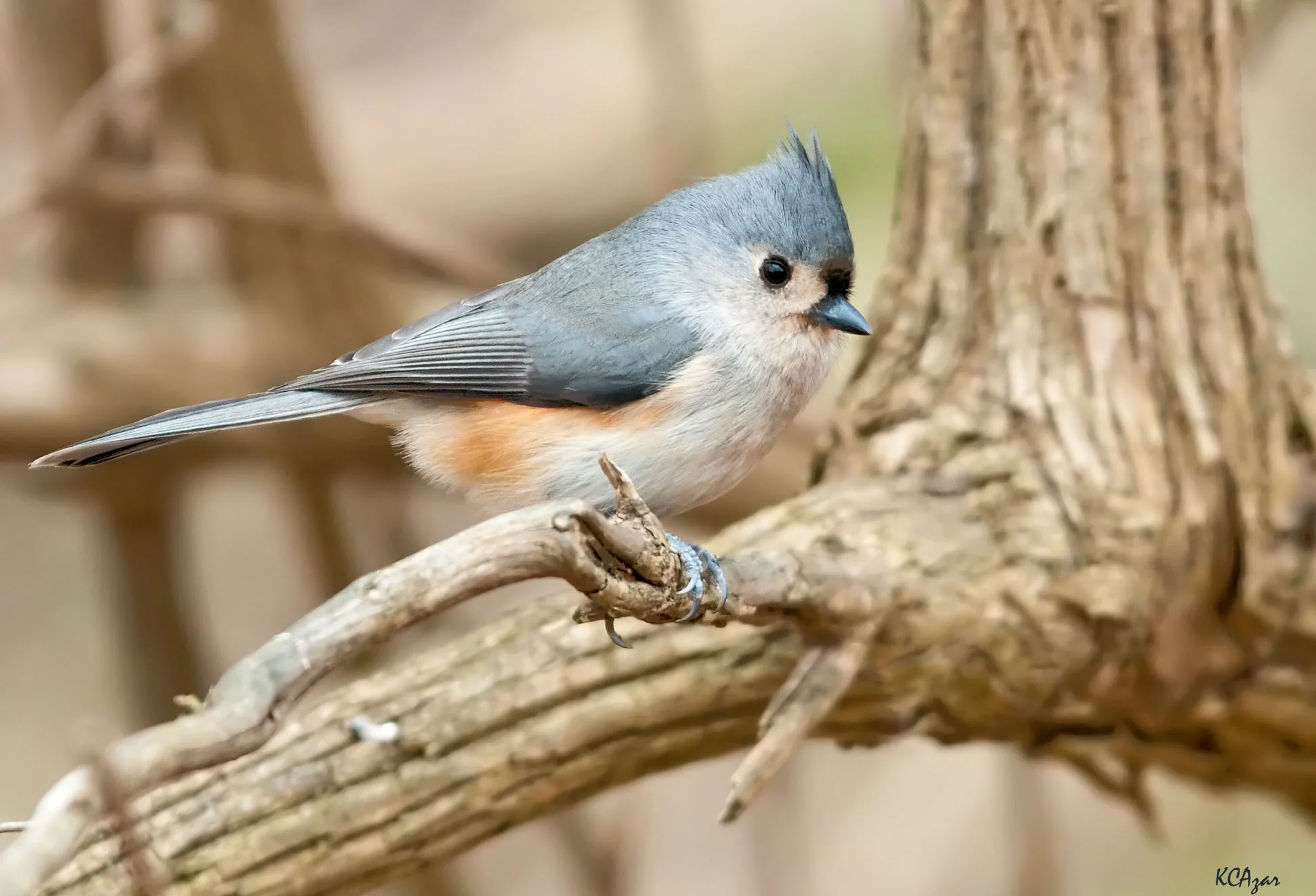 Resident Birds — Severson Dells Nature Center