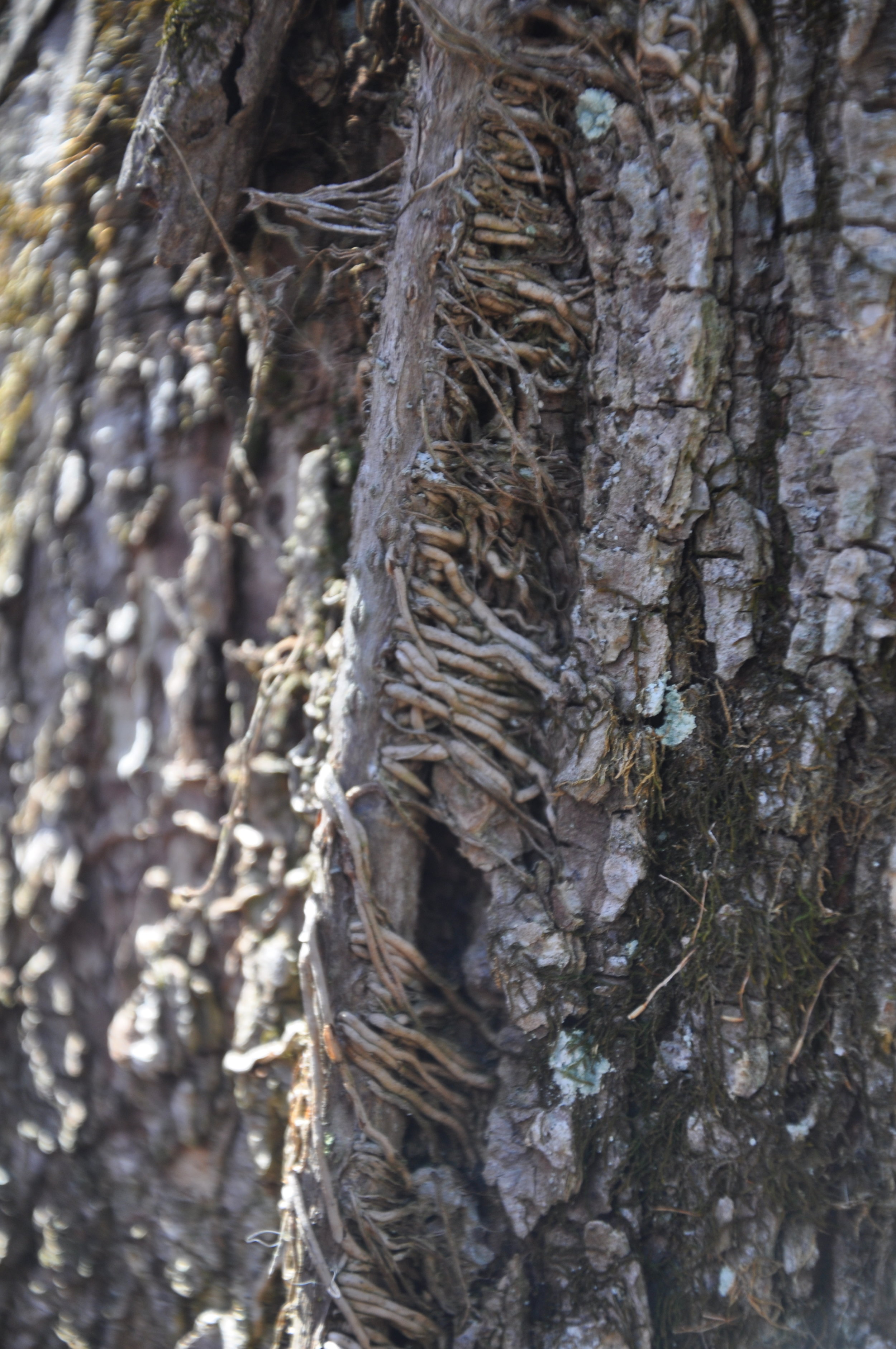 Hairy Looking Vines On Trees