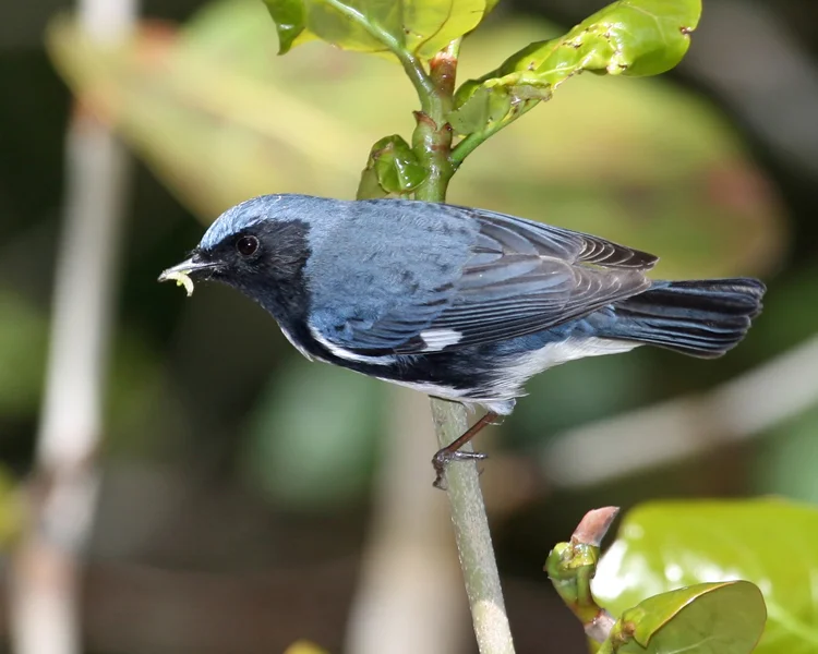 Blue Warbler Bird