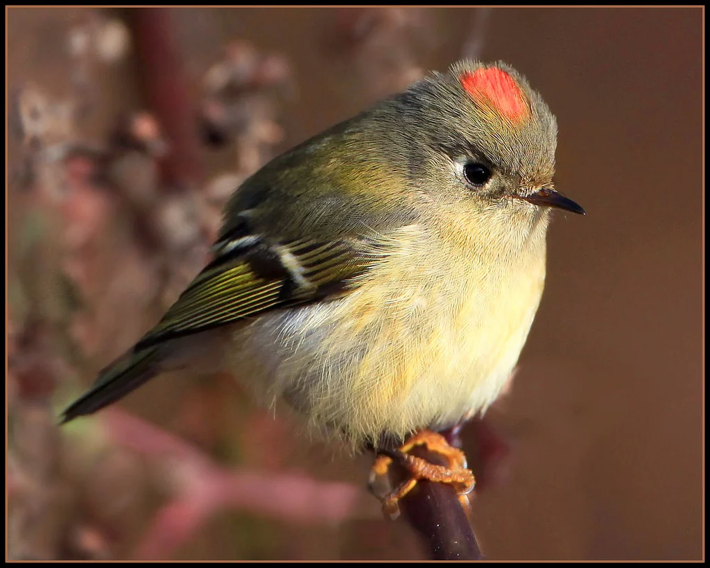 Ruby Crowned Kinglet Range