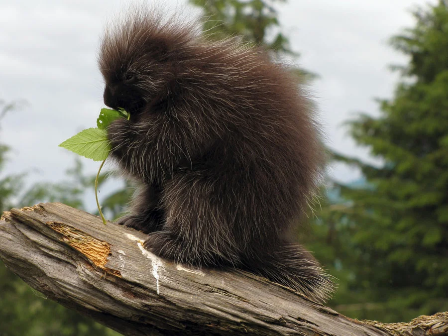 North American Porcupine Habitat