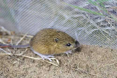 Meadow Jumping Mouse