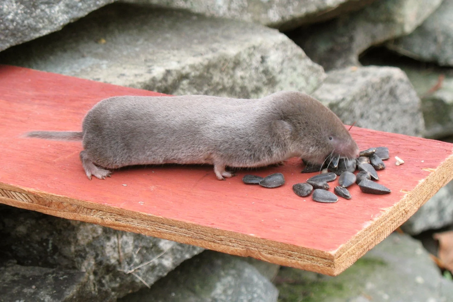 North American Least Shrew