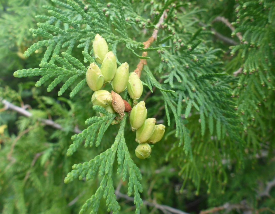 Trees — Severson Dells Nature Center