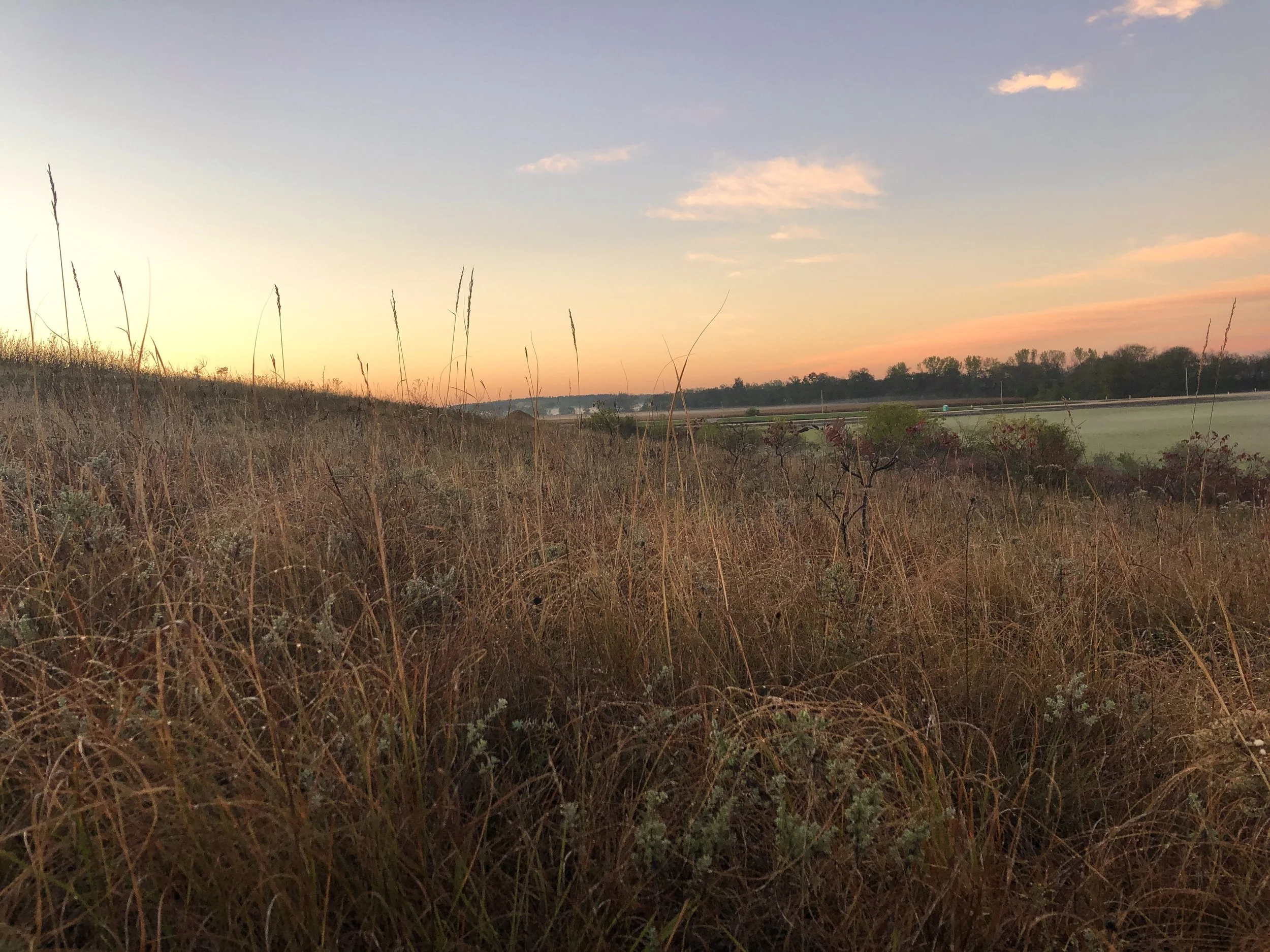 Field Notes Blog — Severson Dells Nature Center