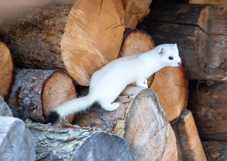 Field Notes Blog — Severson Dells Nature Center