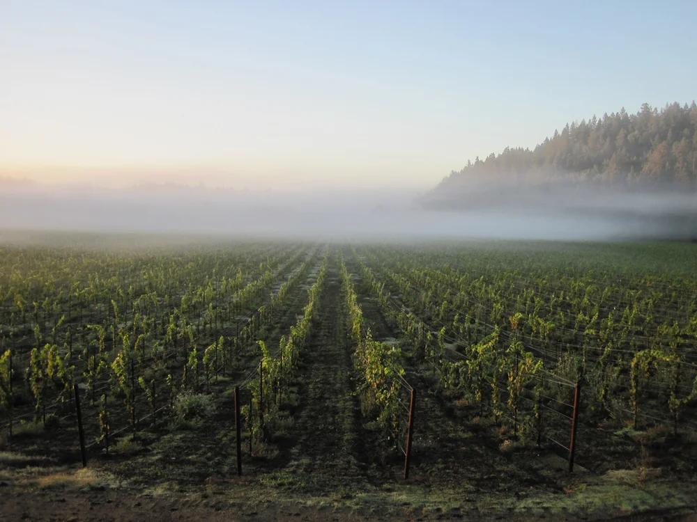 Early Morning Mist