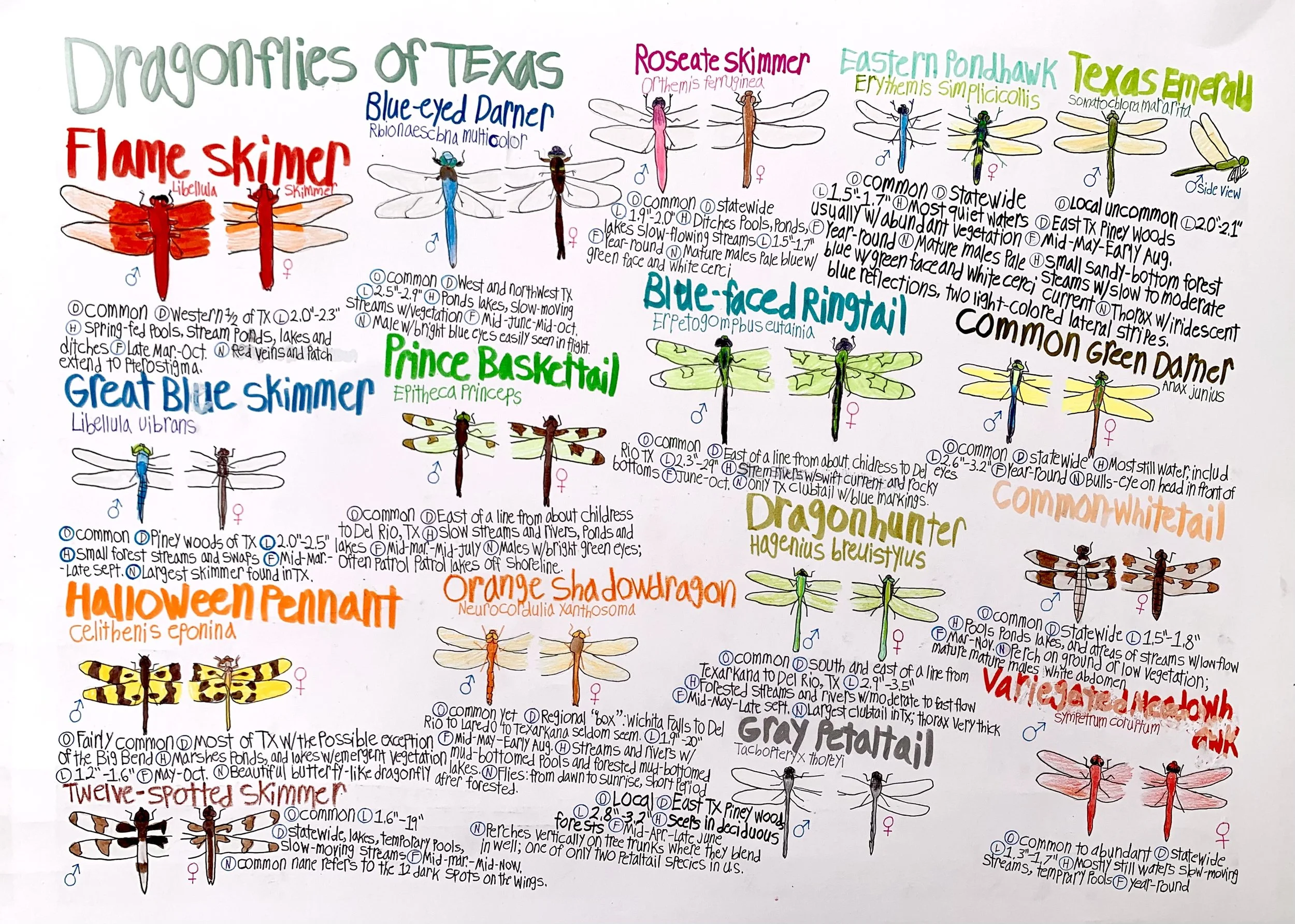 Dragonflies of Texas — webb gallery