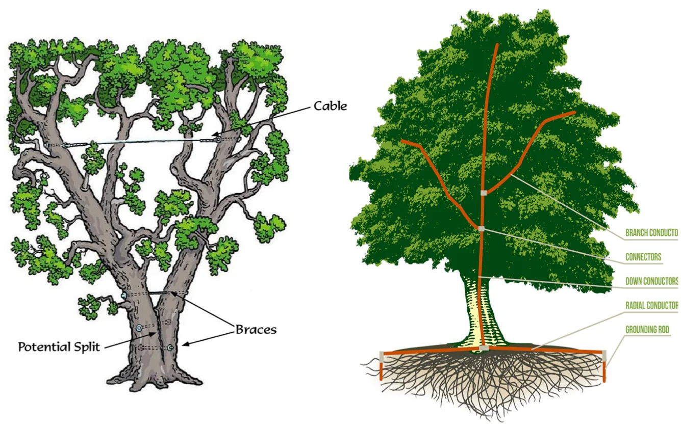 Coastal Arbor Care (912) 272-0175