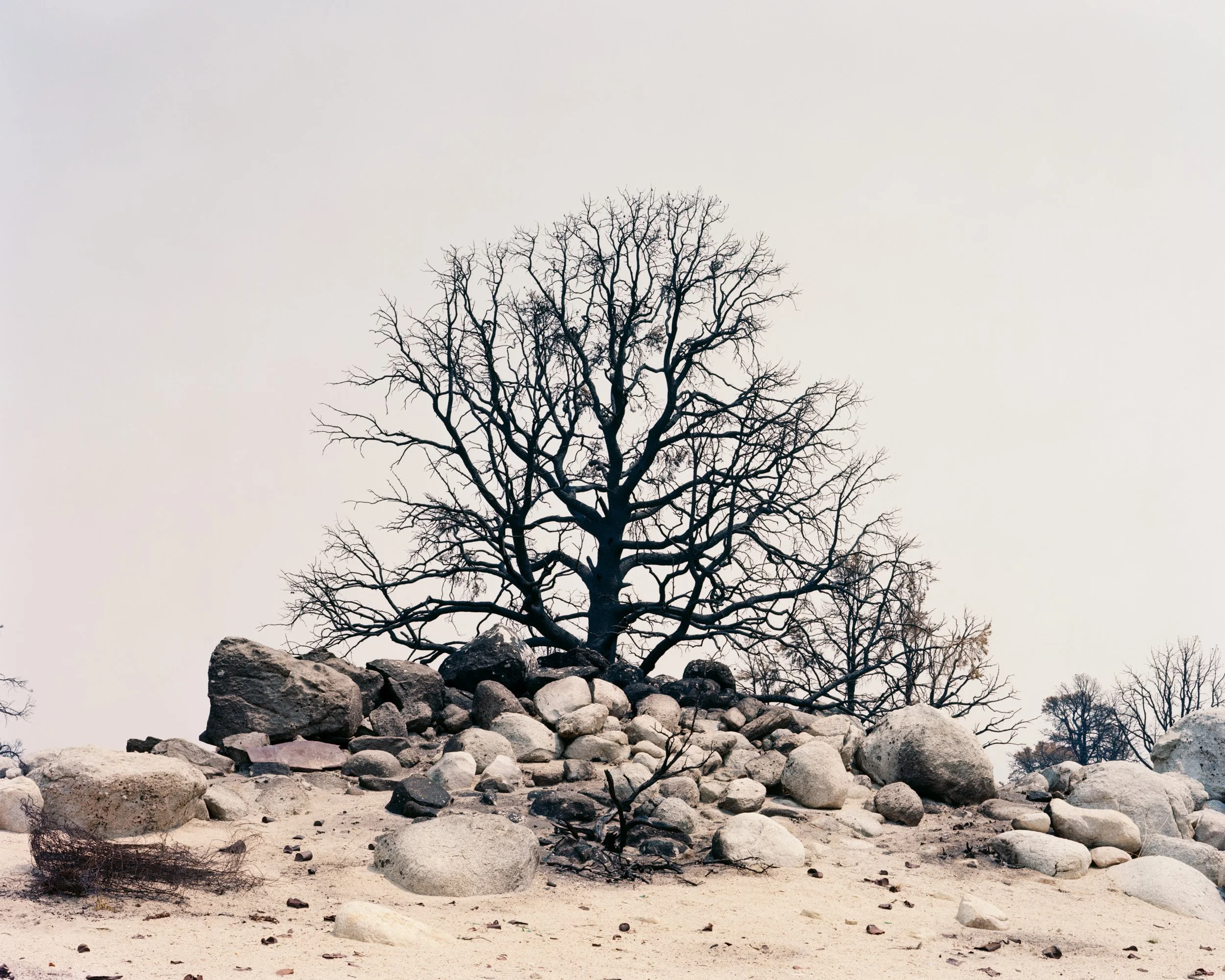 Sierra — Aaron Rothman