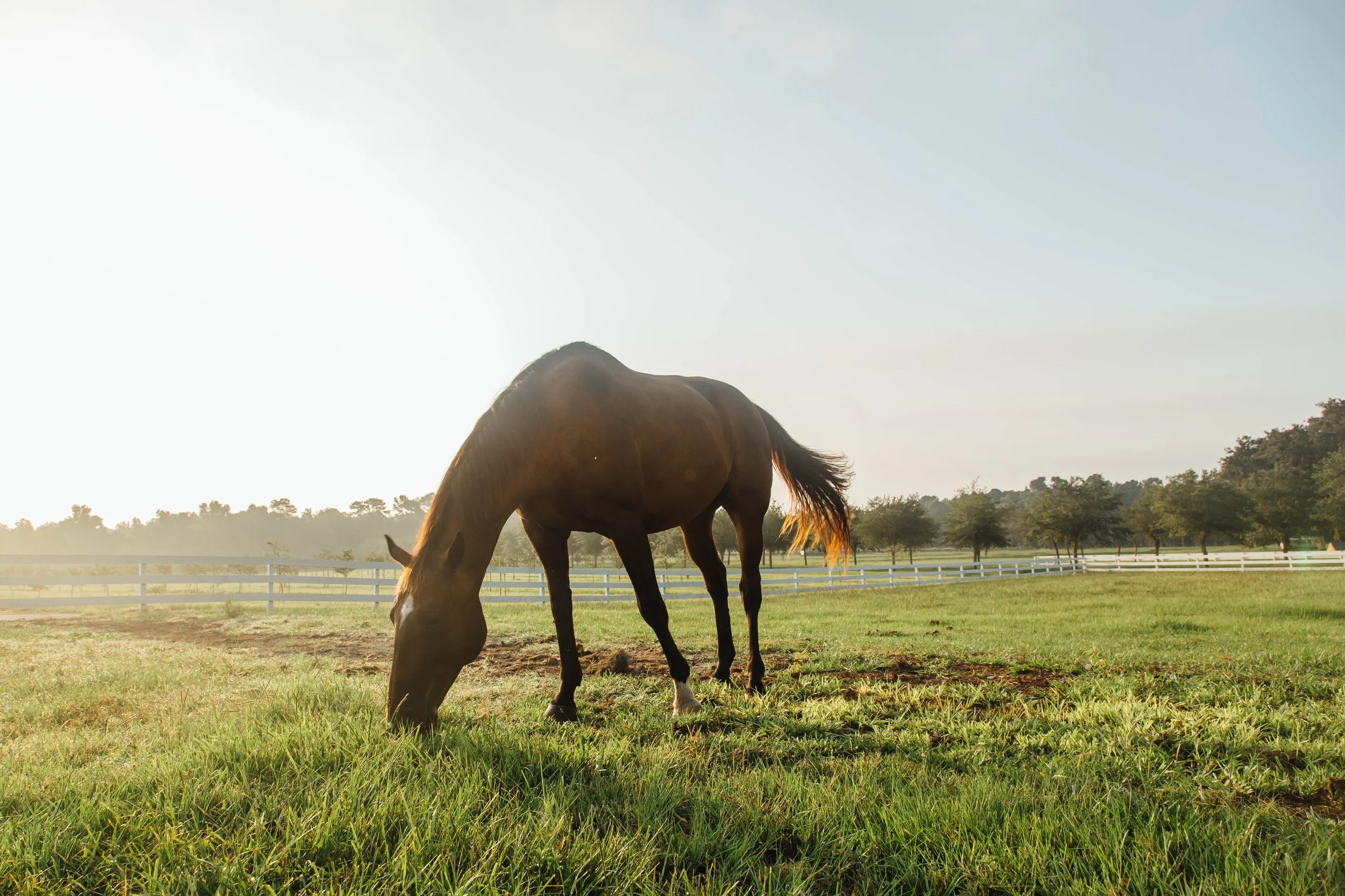 Congaree and Penn-Horses
