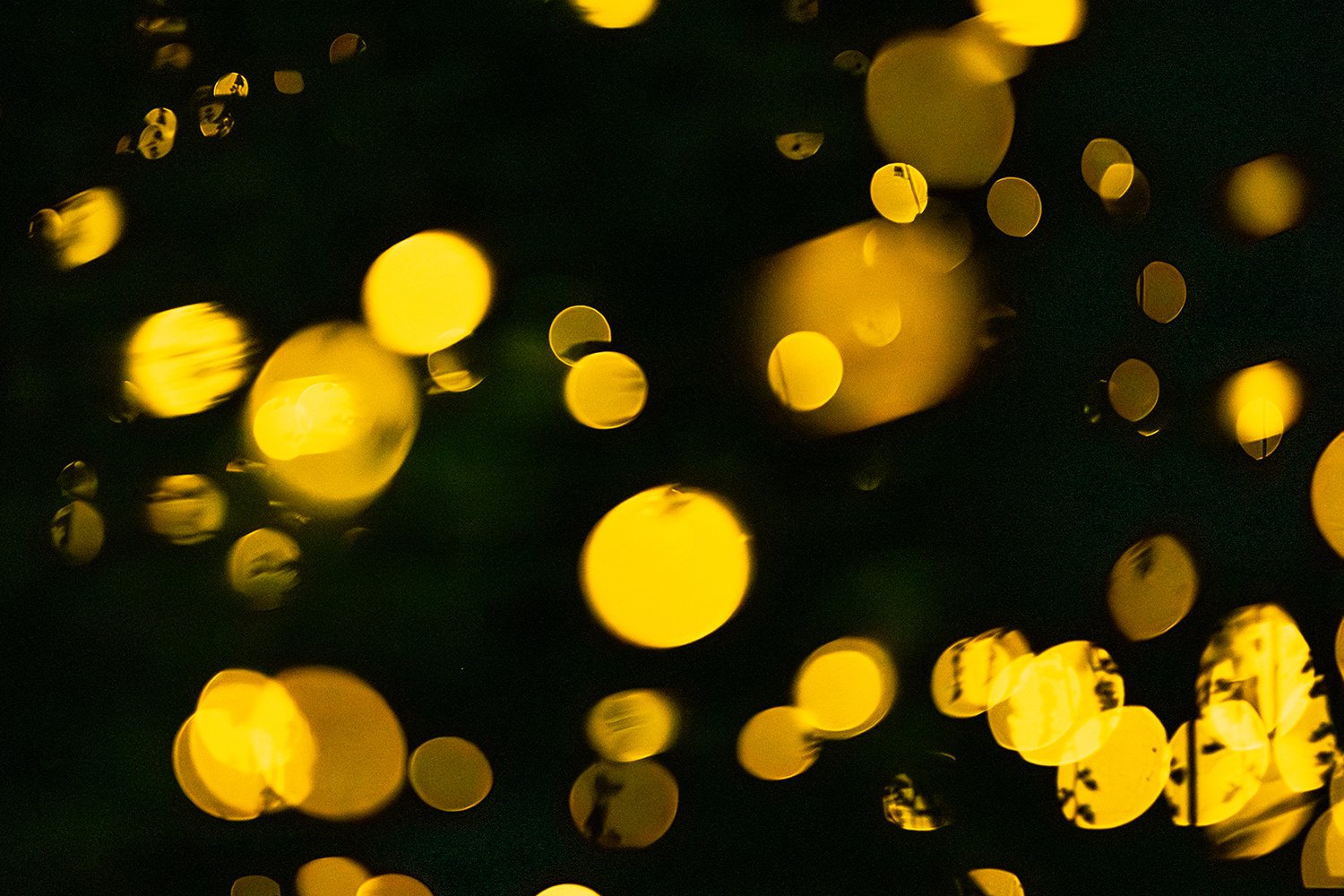 Svici u Košutnjaku — Dzodan