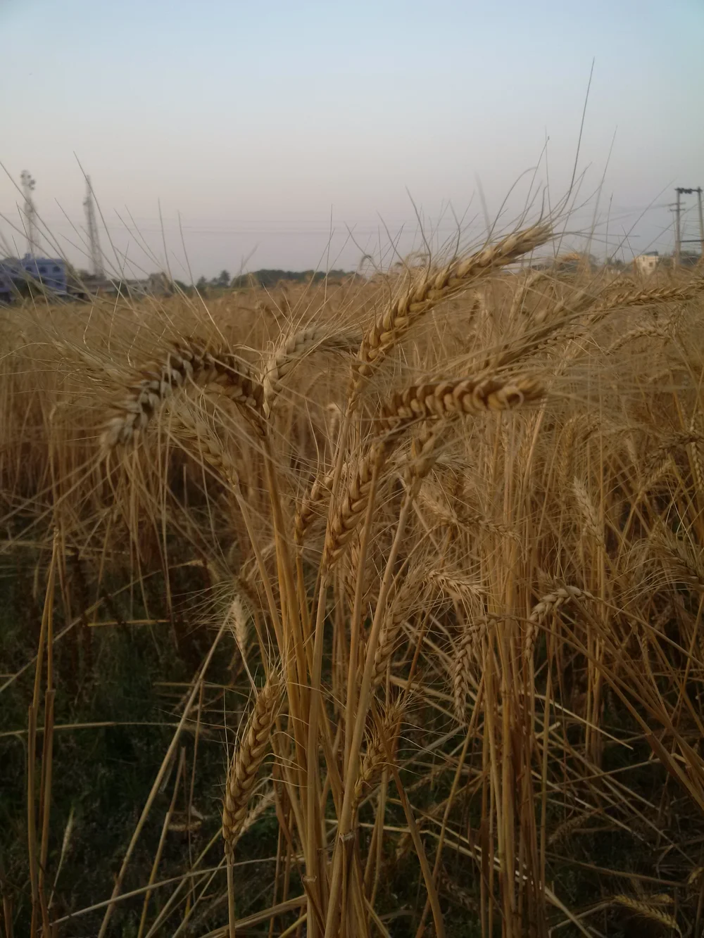 About Kernels of Hope — The Evangelical Covenant Church of Canada