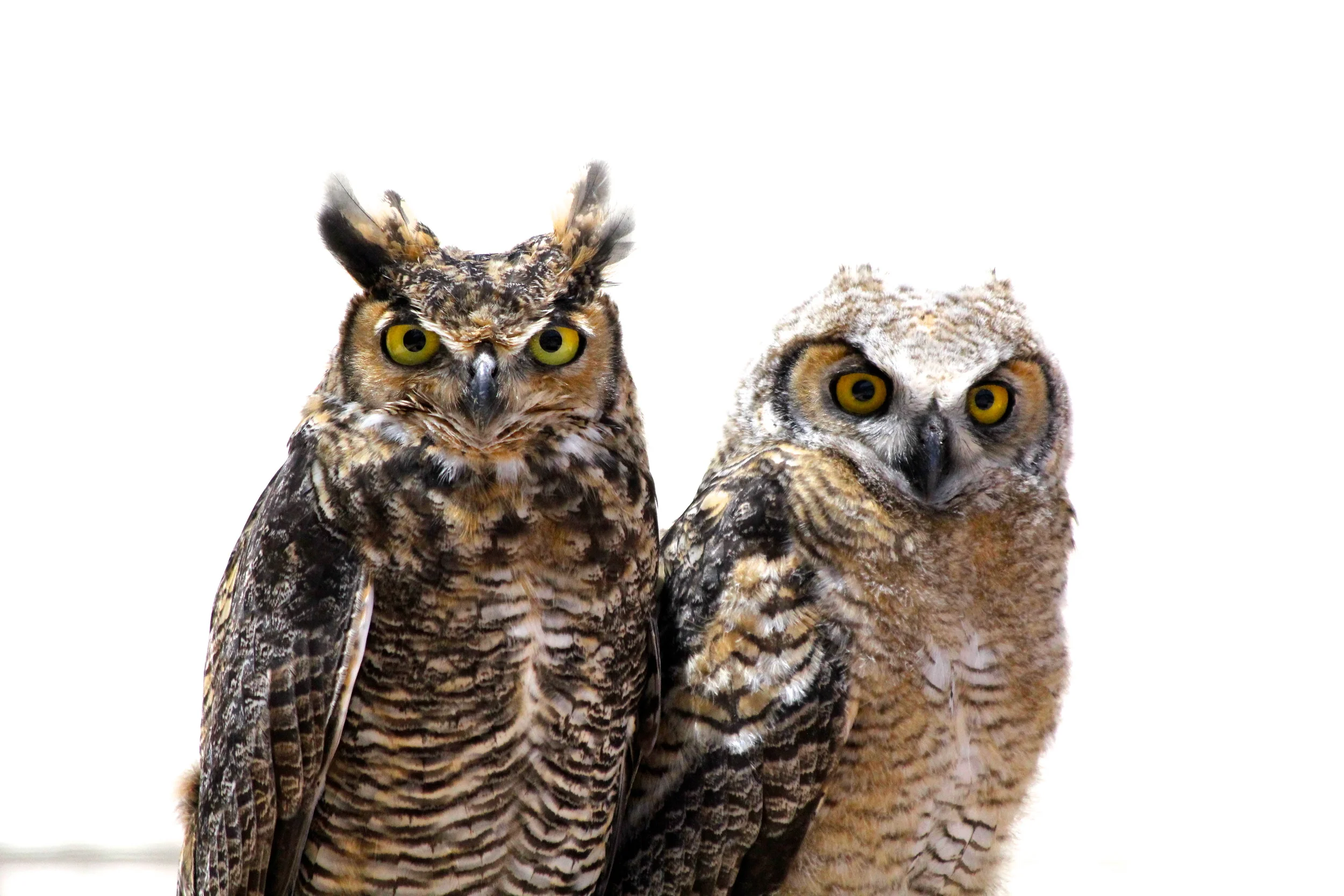 Ojai Raptor Center