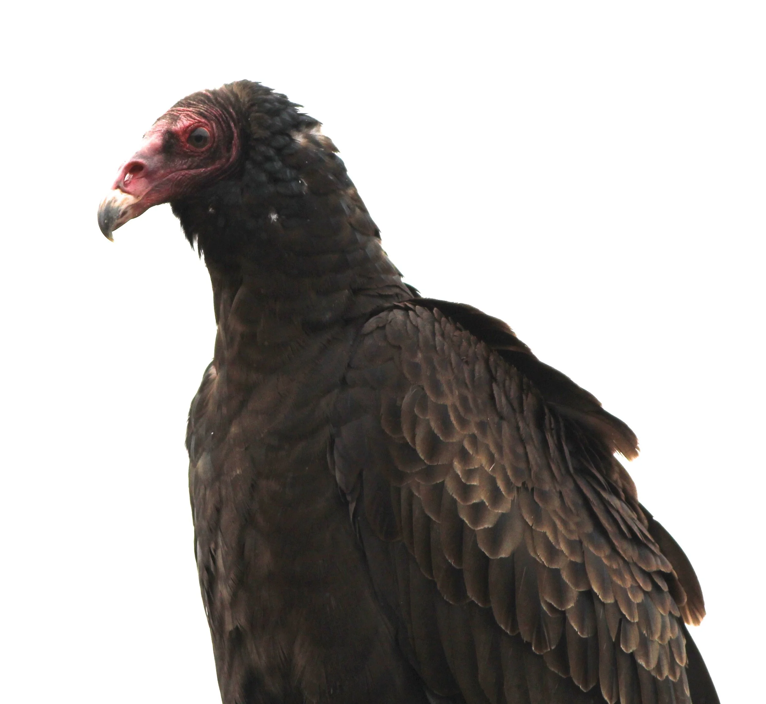 Ojai Raptor Center