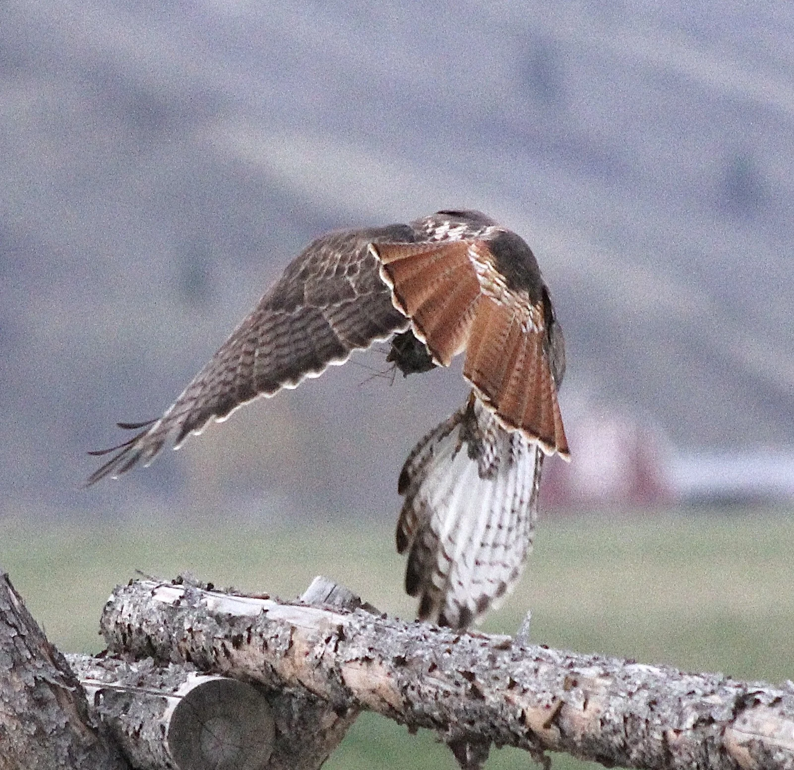 Rodent Control — Ojai Raptor Center