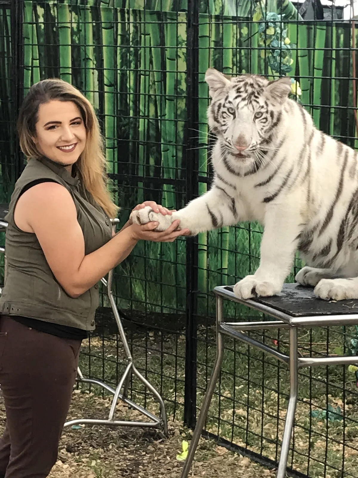 Tiger Encounter — Artists & Attractions - Entertainment Booking Agency ...