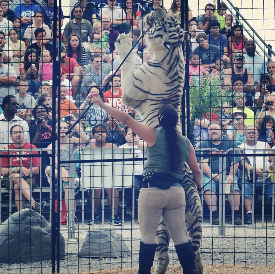 Tiger Encounter — Artists & Attractions - Entertainment Booking Agency ...