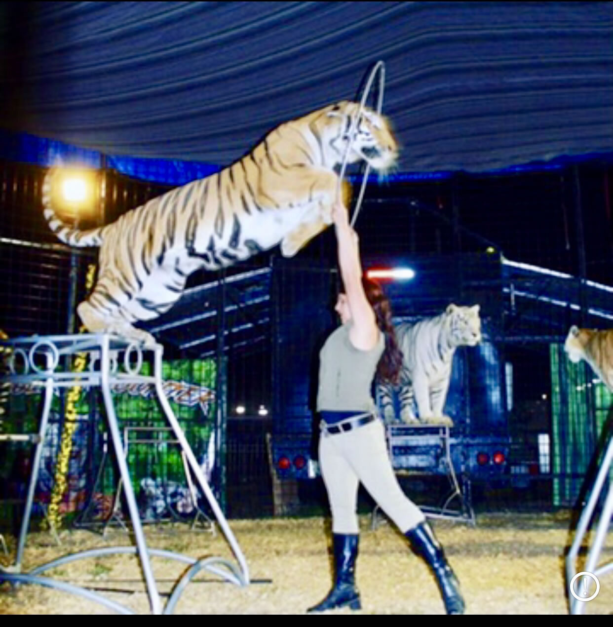 Tiger Encounter — Artists & Attractions - Entertainment Booking Agency ...