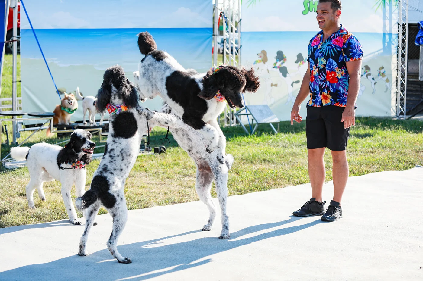 Hog Diggity Dogs & More — Artists & Attractions - Entertainment Booking ...