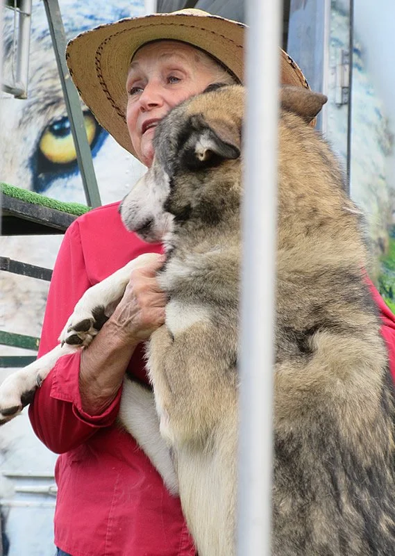 Wolves of the World — Artists & Attractions - Entertainment Booking ...