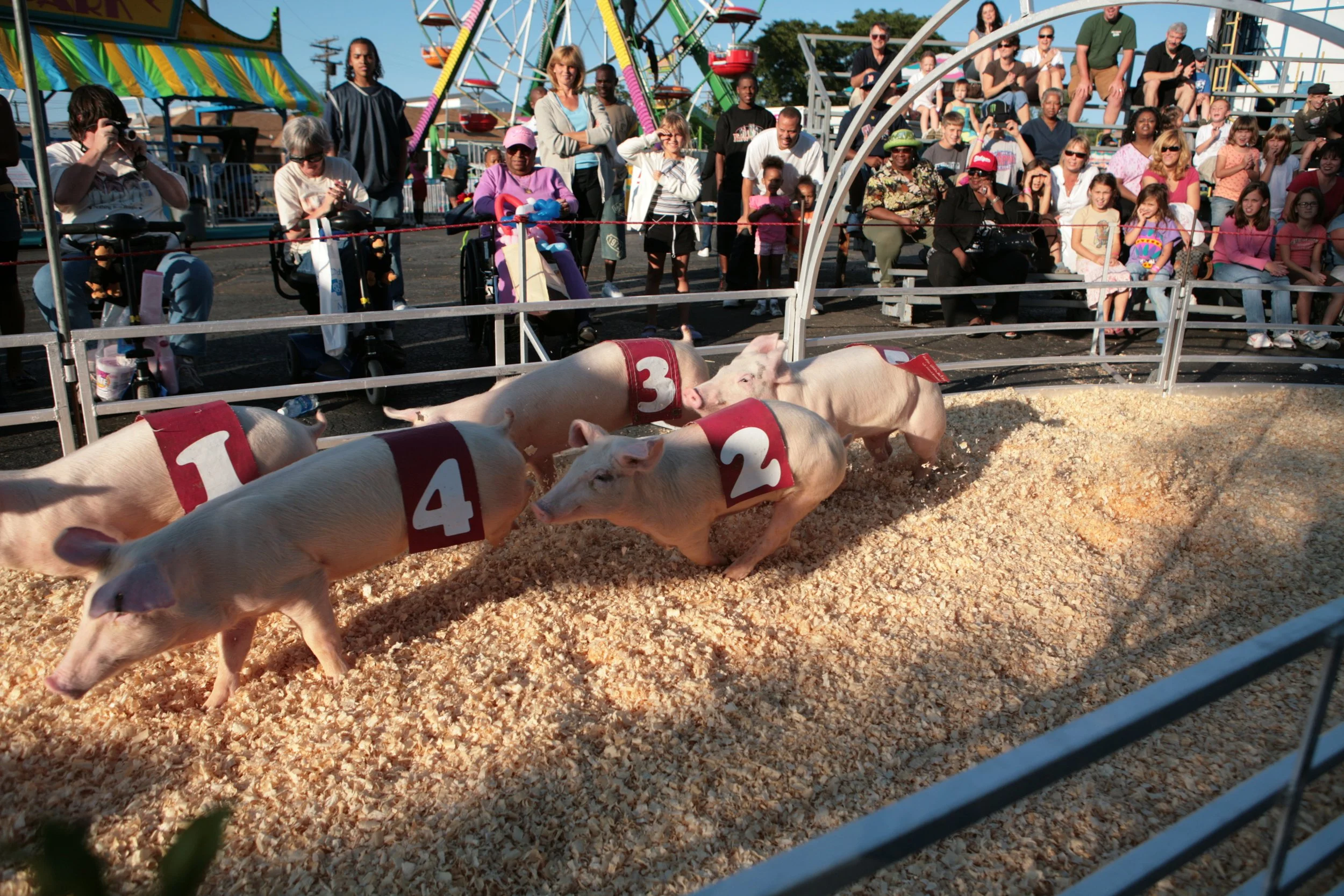 Show-Me Swine Racers - Racing Pigs — Artists & Attractions ...