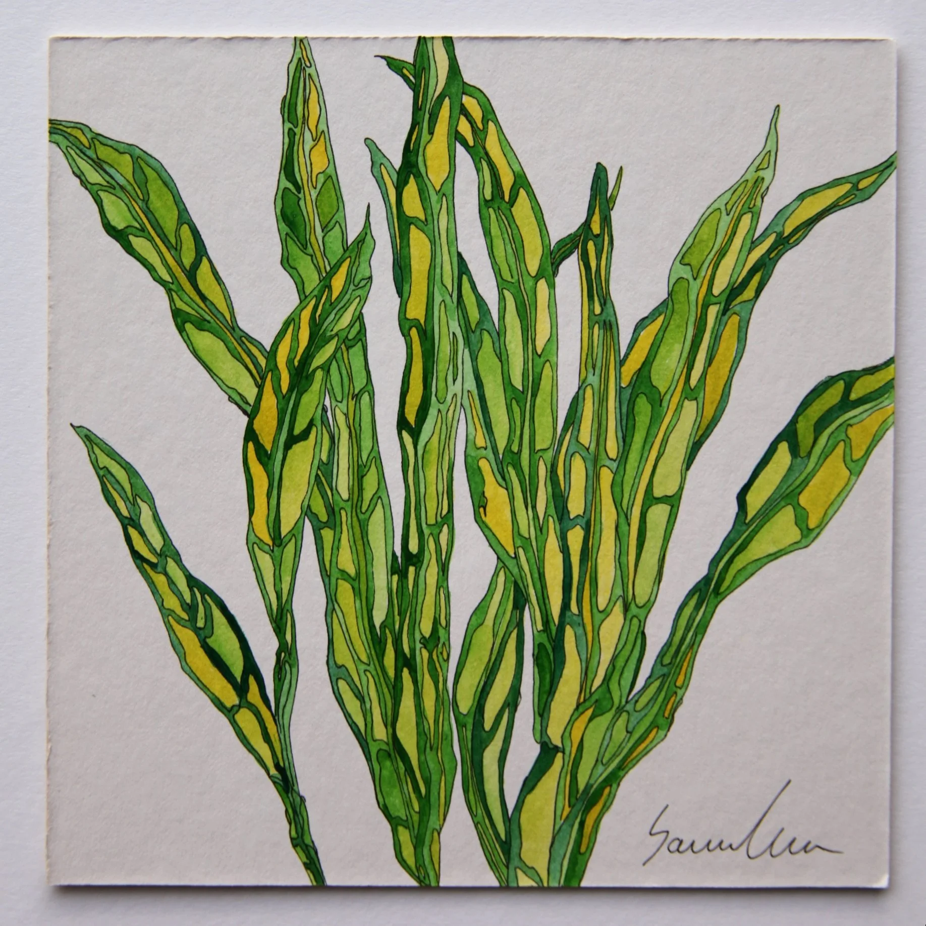 Small Drawings — Samara Thomas