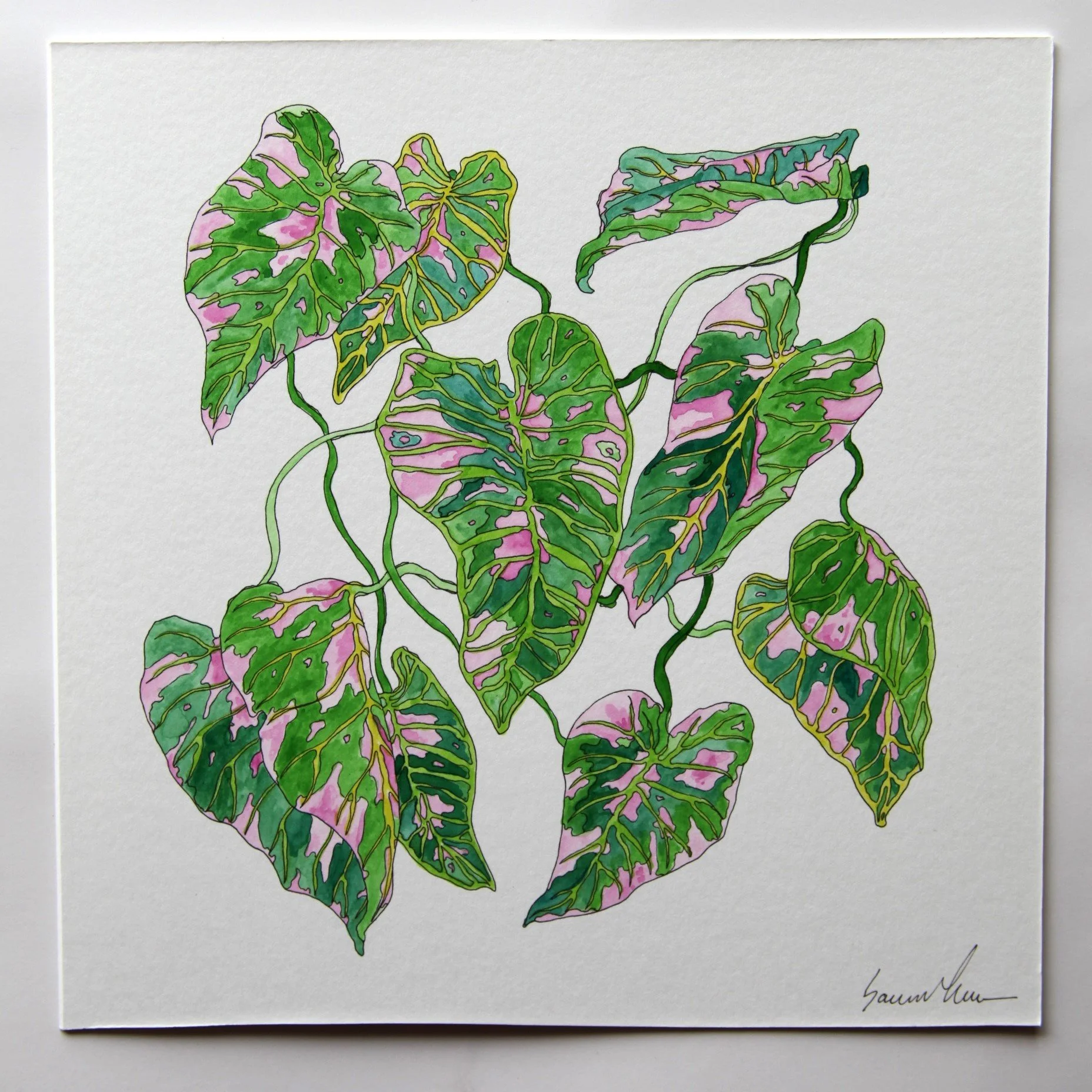 Large Drawings — Samara Thomas