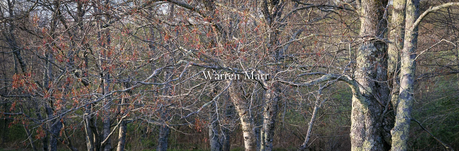 Blue Ridge Maples — WARREN MARR