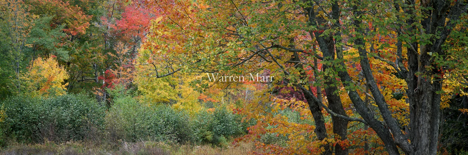 Fall, Seal Harbor — WARREN MARR