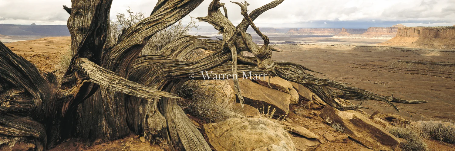 Juniper Stump, Grandview Point — WARREN MARR