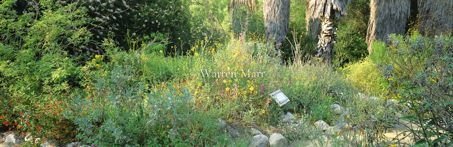 Native Wildflowers & Fan Palms — WARREN MARR