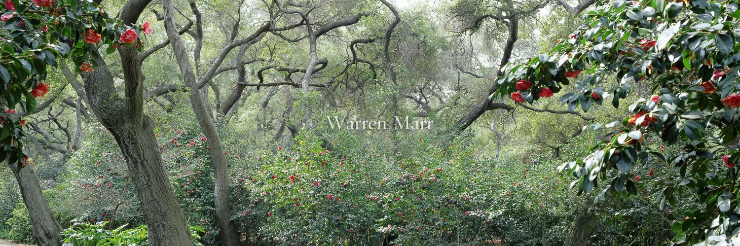 Oak Trees With Red Camellia Blooms — WARREN MARR
