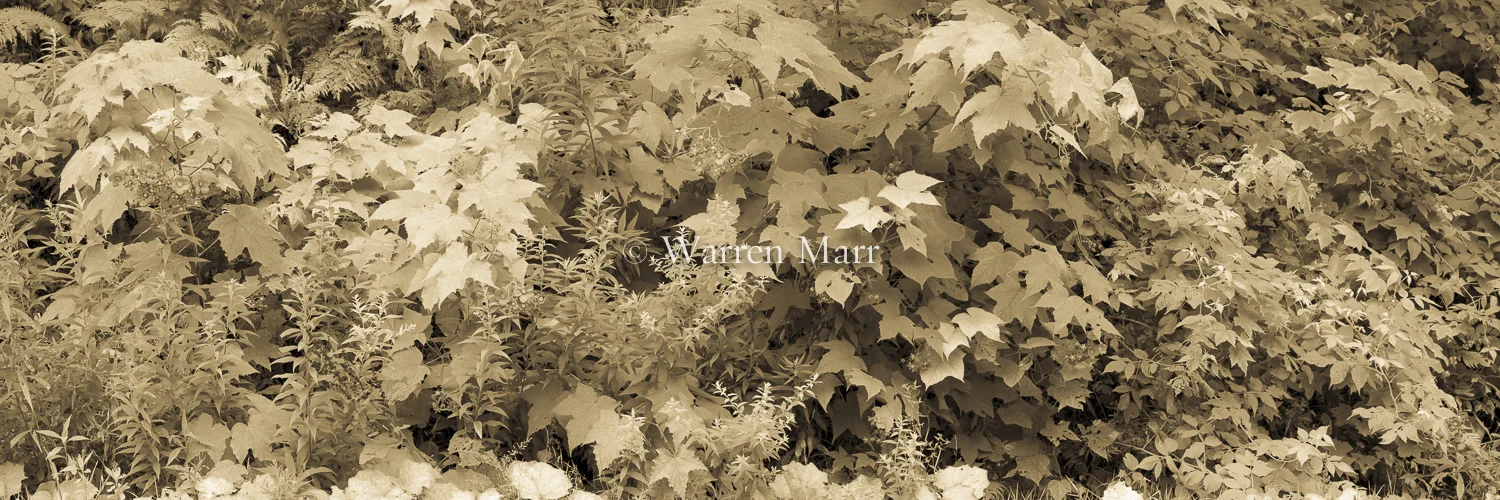 Cat Hollow Roadside — WARREN MARR