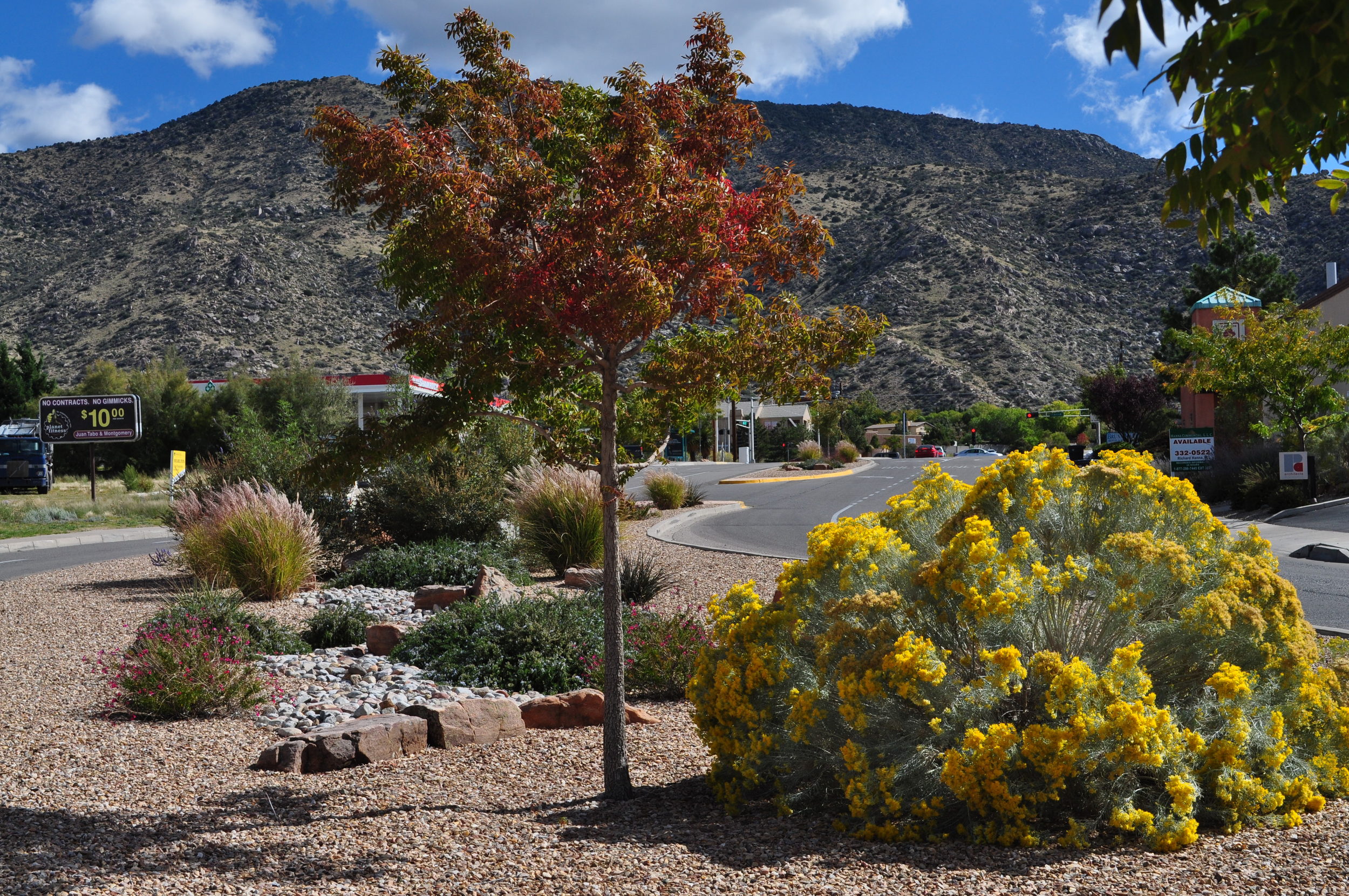 Median Prototypes — MRWM Landscape Architects