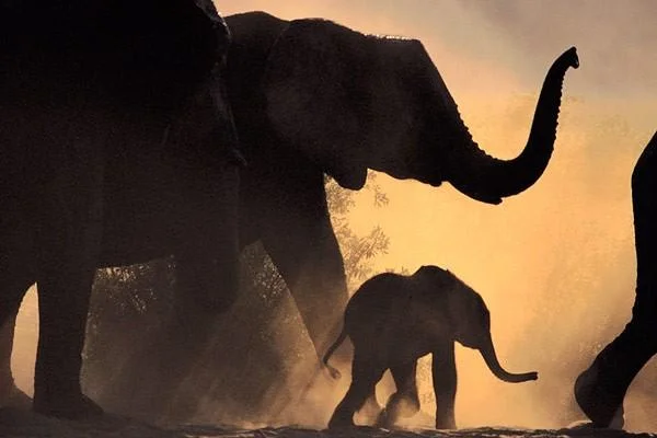 50 Brilliant Examples of Professional Animal Photography by Frans ...