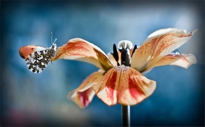 80 Stunning Macro Photographs By Magdalena Wasiczek — Photography Office