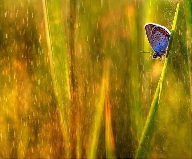 80 Stunning Macro Photographs By Magdalena Wasiczek — Photography Office