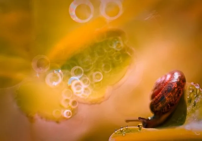 80 Stunning Macro Photographs By Magdalena Wasiczek — Photography Office